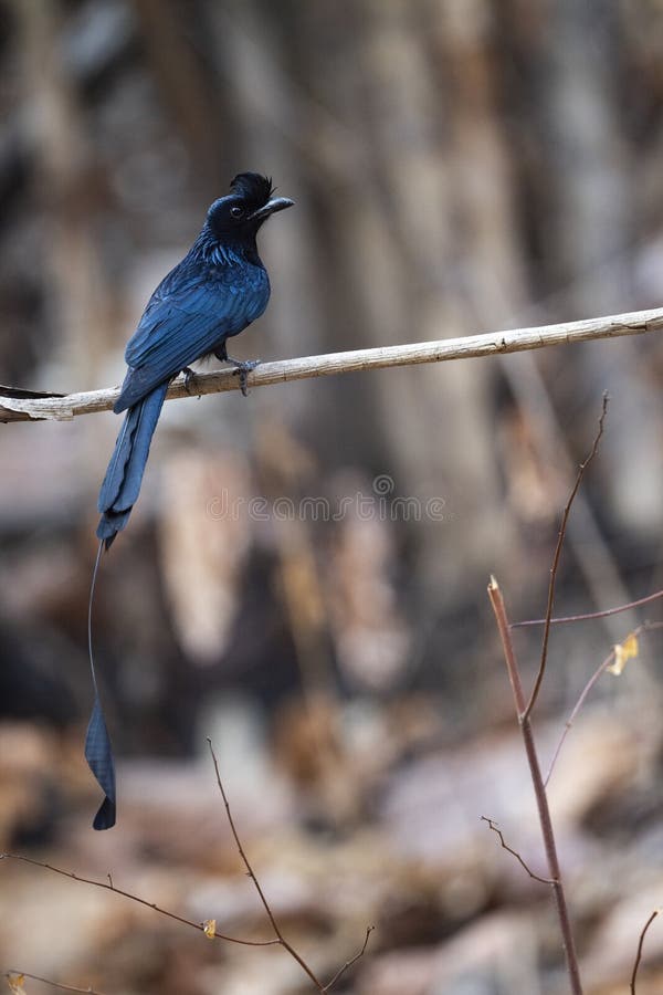 Greater Racket - Tailed Drongo Stock Image - Image of webbing, vocal ...
