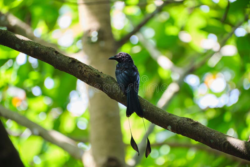 Greater Racket-tailed Drongo Perching on Tree Branch with Blur Green ...