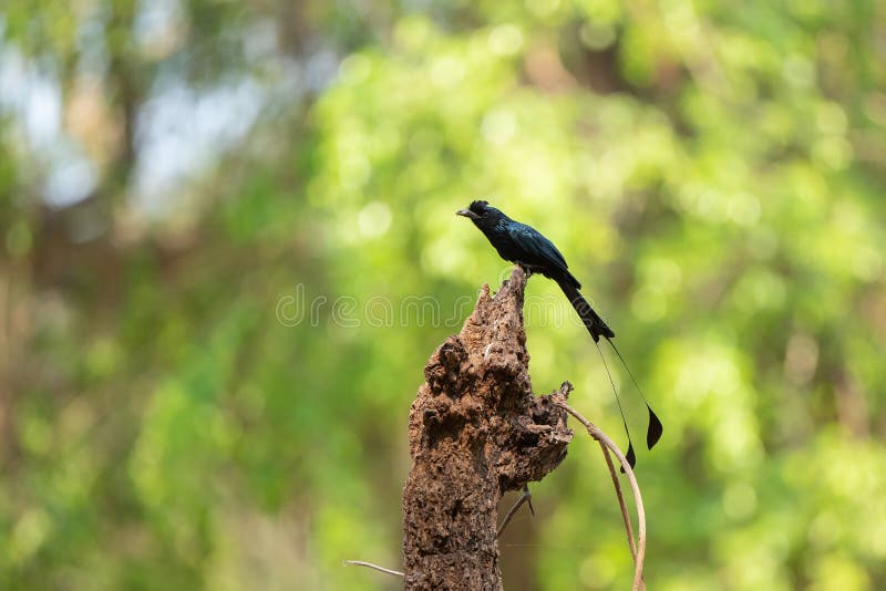 Greater Racquet Tailed Drongo in the Rain Forest Stock Image - Image of ...