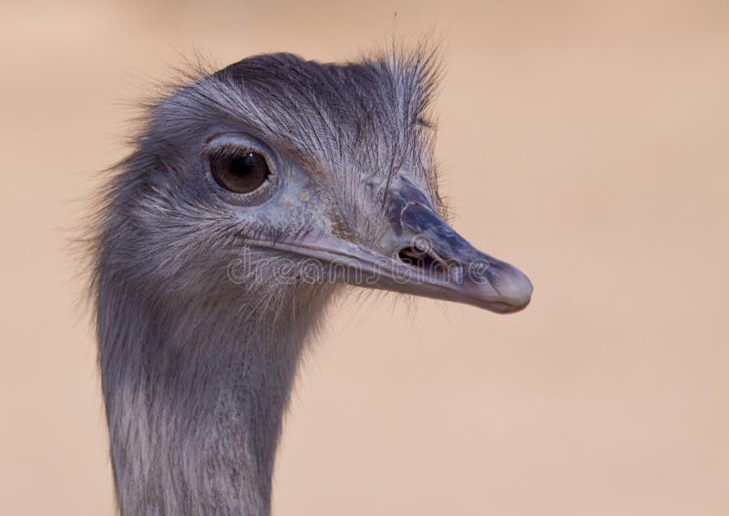 Greater rhea stock photo. Image of animals, feathers - 15435438