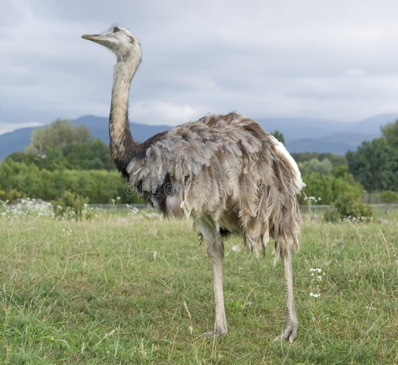 Greater Rhea stock photo. Image of single, rhea, plain - 23052572