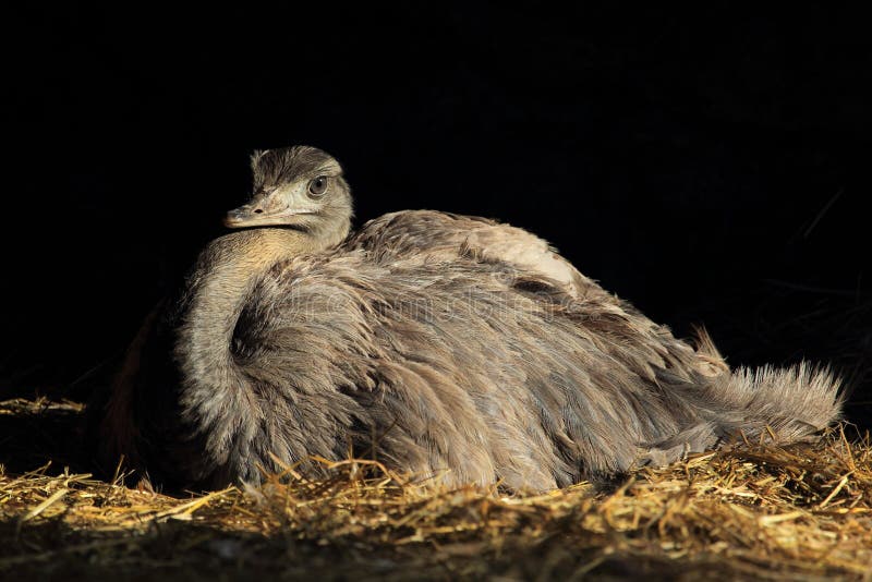 Greater rhea stock photo. Image of nesting, bird, america - 23735236