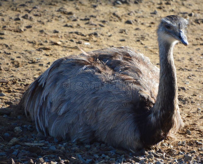 The Greater Rhea Rhea Americana Stock Photo - Image of face, character ...
