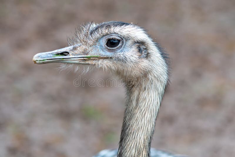 Greater Rhea Rhea Americana Stock Photo - Image of common, closeup ...
