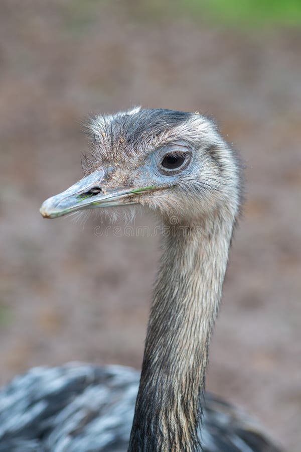 Greater Rhea Rhea Americana Stock Photo - Image of avian, close: 191452960