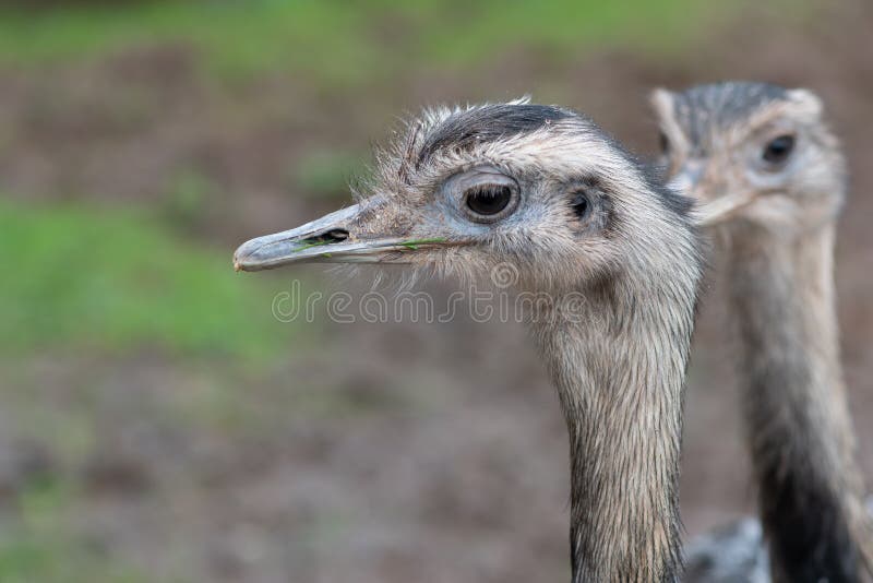 Greater Rhea Rhea Americana Stock Image - Image of natural, nature ...