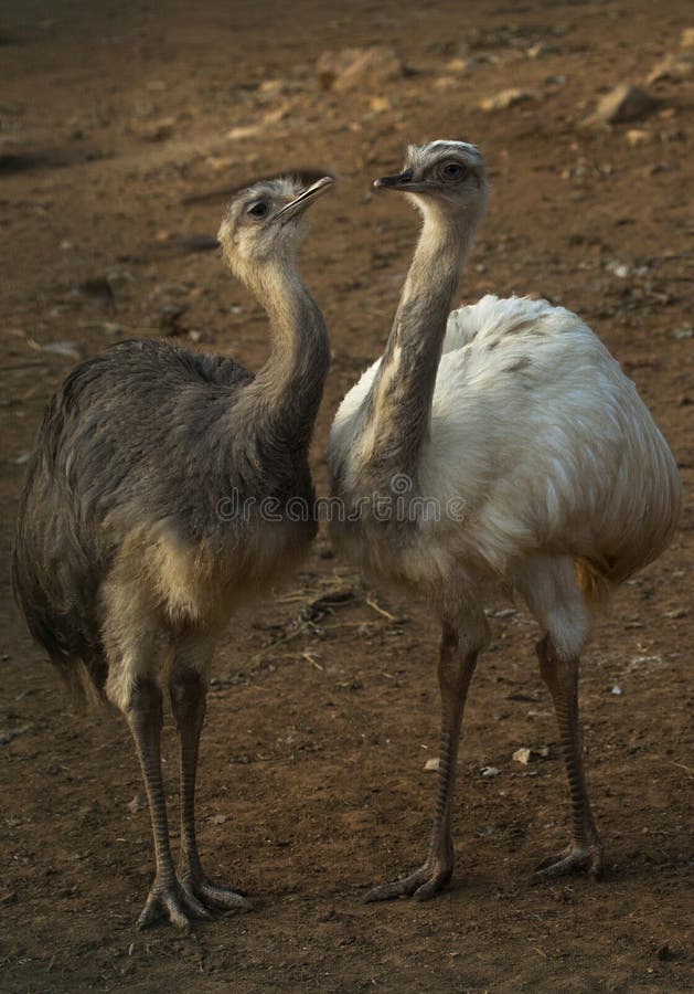 The greater rhea. stock image. Image of flightless, captive - 370707439