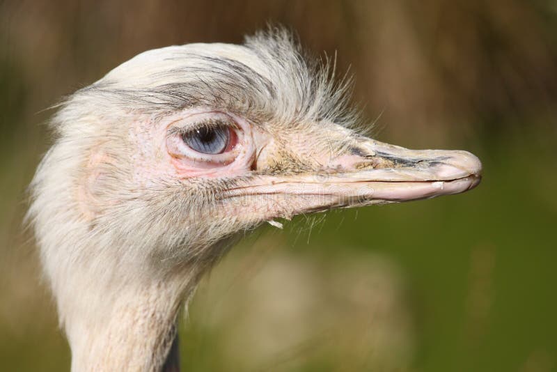 Greater Rhea bird stock image. Image of green, portrait - 12222809