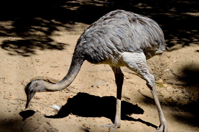 Greater Rhea bird stock image. Image of bolivia, birds - 66596397