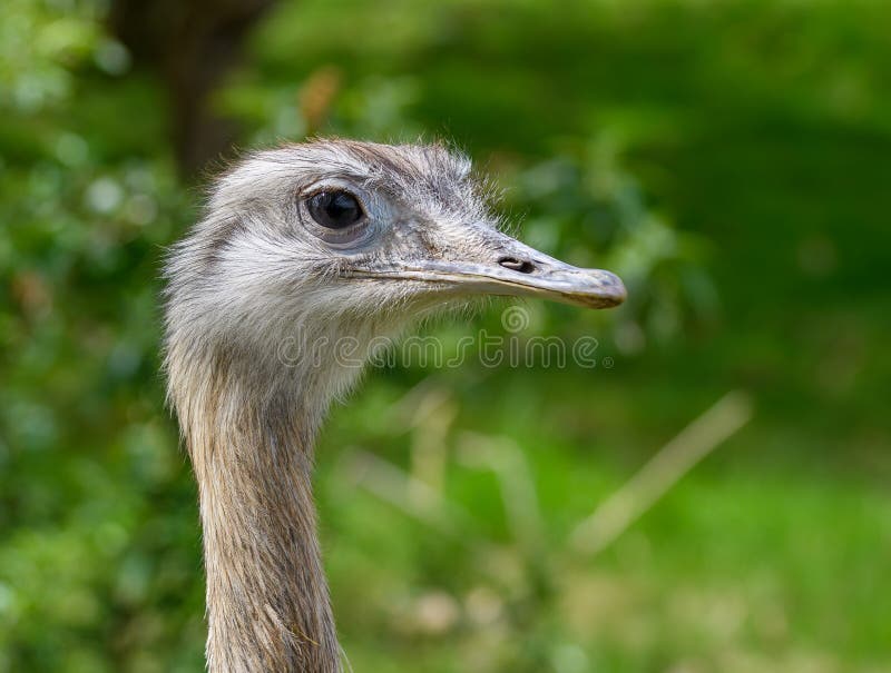 Rhea Bird stock photo. Image of america, pretty, flightless - 13555030
