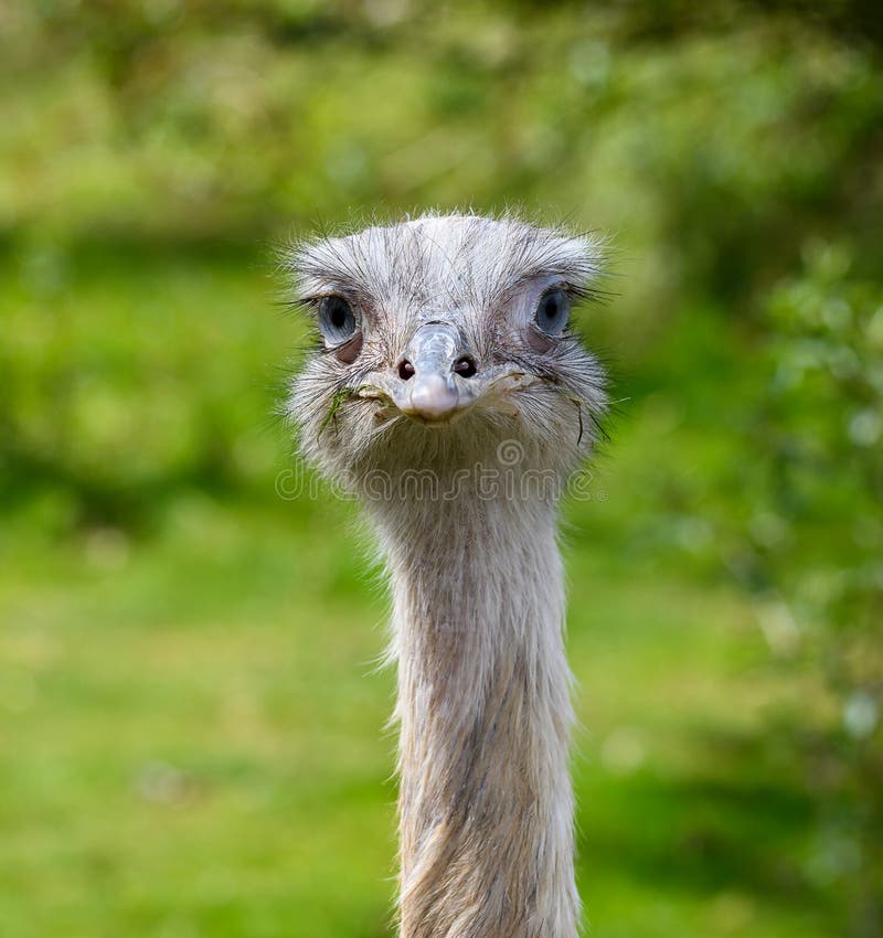 Greater Rhea bird stock image. Image of animal, americana - 220190525