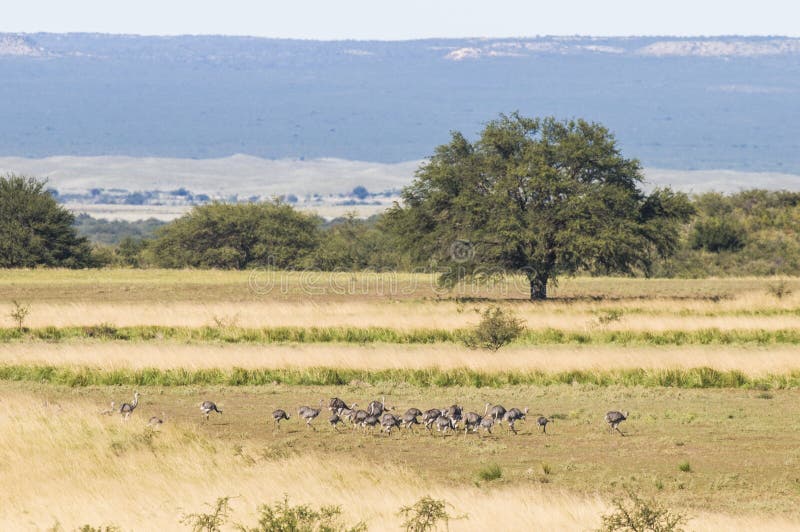 Rhea chicks stock photo. Image of birds, enclosure, baby - 100058646
