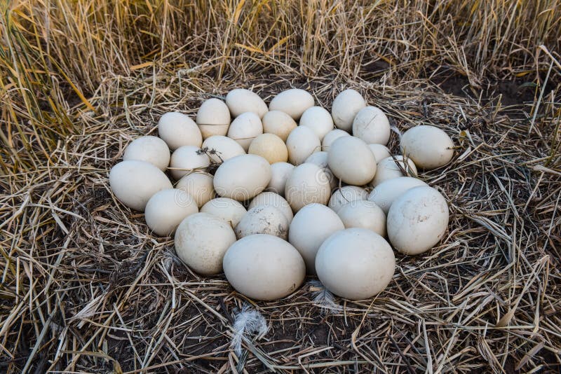 Greater rhea eggs in nest, stock image. Image of grassland - 233929285