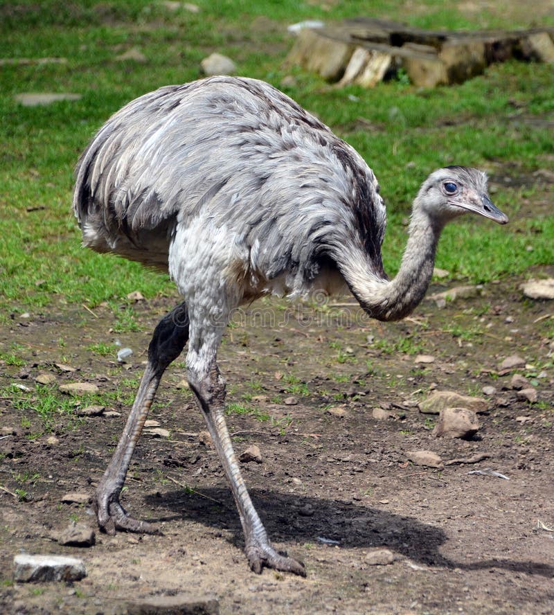 Greater Rhea Bird Stock Images - Download 500 Royalty Free Photos