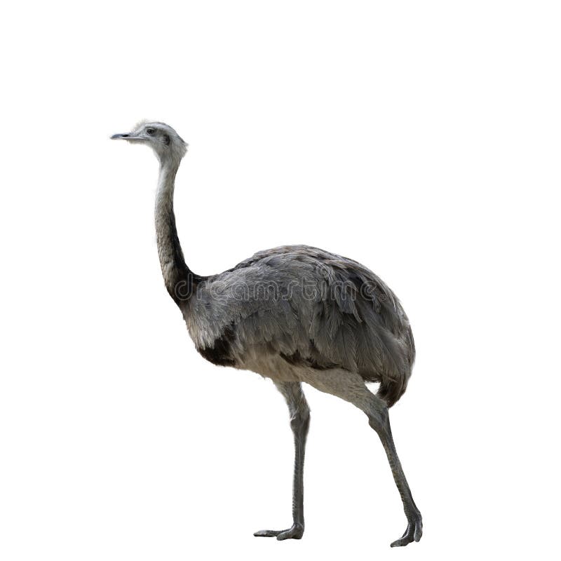 Emu Transparent Stock Photos - Free & Royalty-Free Stock Photos from ...