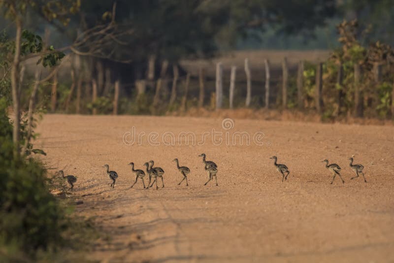 Mother Rhea with Flock of Baby Chicks Stock Image - Image of meat ...