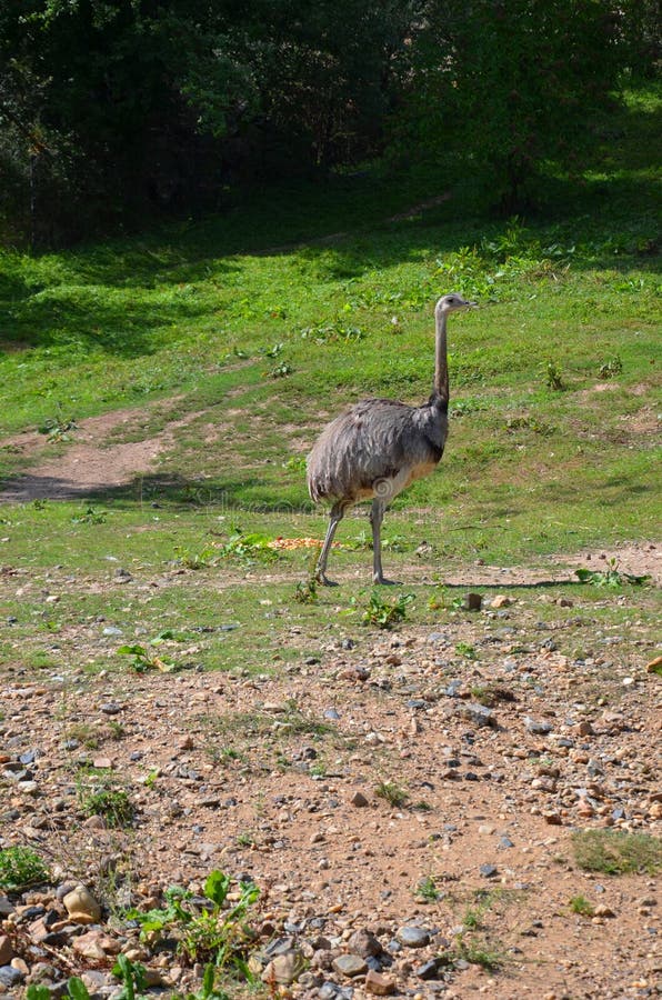 The Greater Rhea stock image. Image of bird, beeing, america - 32978085