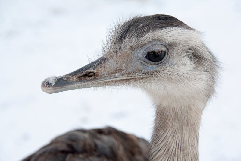 Portrait of Rhea bird stock image. Image of view, rheiformes - 22813141