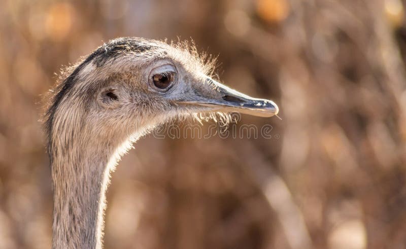 The Greater Rhea Profile Portrait in Natural Background Stock Image ...