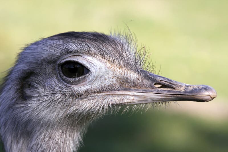 Greater Rhea (Rhea Americana) Stock Photo - Image of head, portrait ...