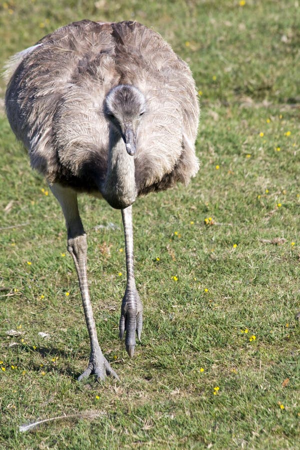 Greater Rhea, Rhea Americana, Big Bird With Fluffy Feathers, Animal In ...