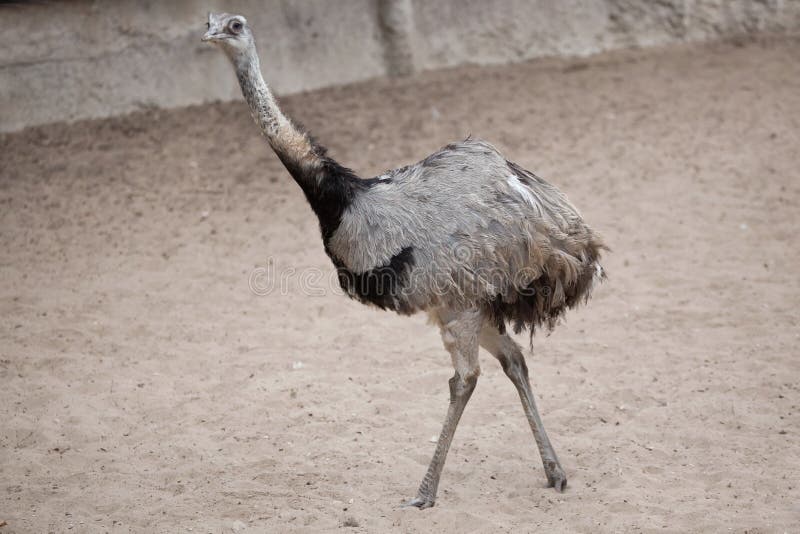 Greater Rhea Rhea Americana Stock Photo - Image of pampas, nandu: 94656108