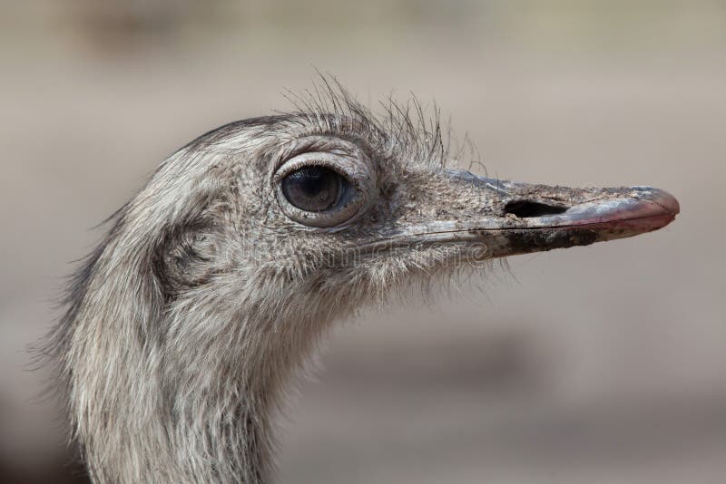 Greater Rhea Rhea Americana Stock Photo - Image of nature, argentinean ...