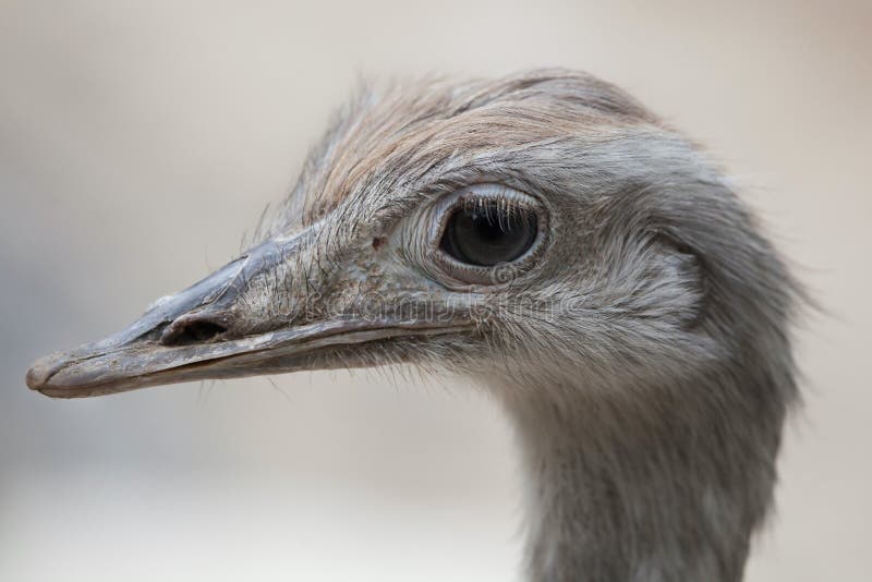Greater Rhea Rhea Americana Stock Photo - Image of argentinean, pampas ...