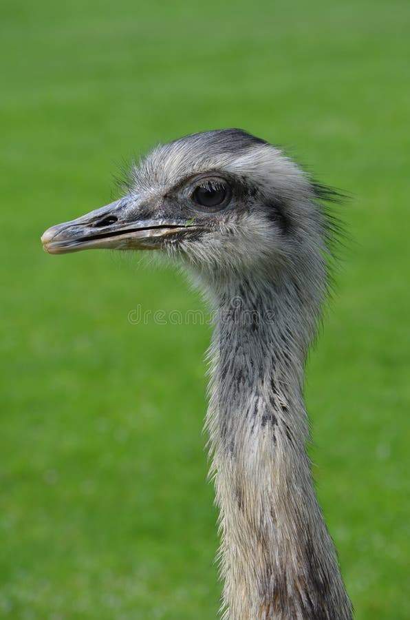 Head of a Common Dragonet Fish (Callionymus Lyra) Stock Photo - Image ...