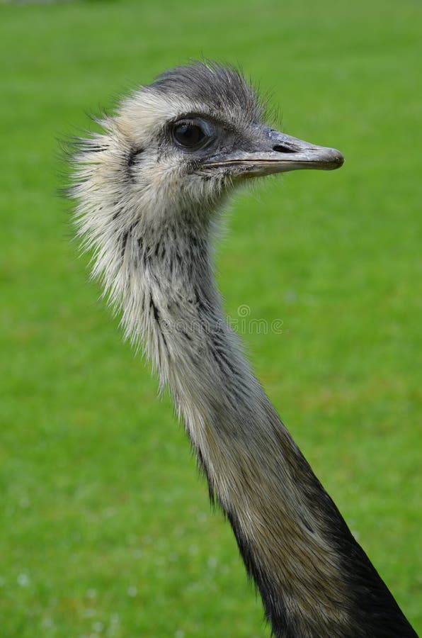 The Greater Rhea (Rhea Americana) Stock Photo - Image of close, grazing ...