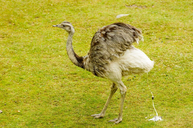 The Greater Rhea, Rhea Americana Stock Photo - Image of grass, american ...