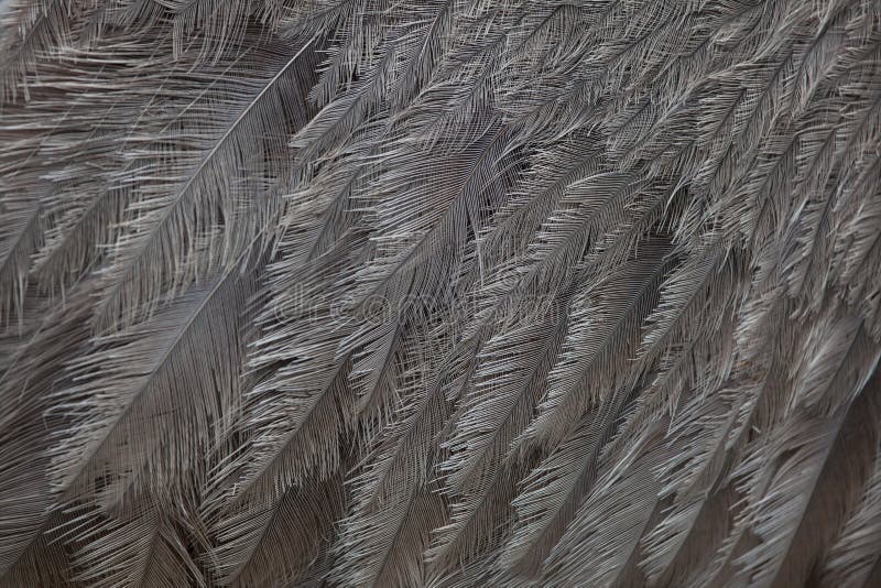 Greater Rhea Rhea Americana. Plumage Texture. Stock Photo - Image of ...