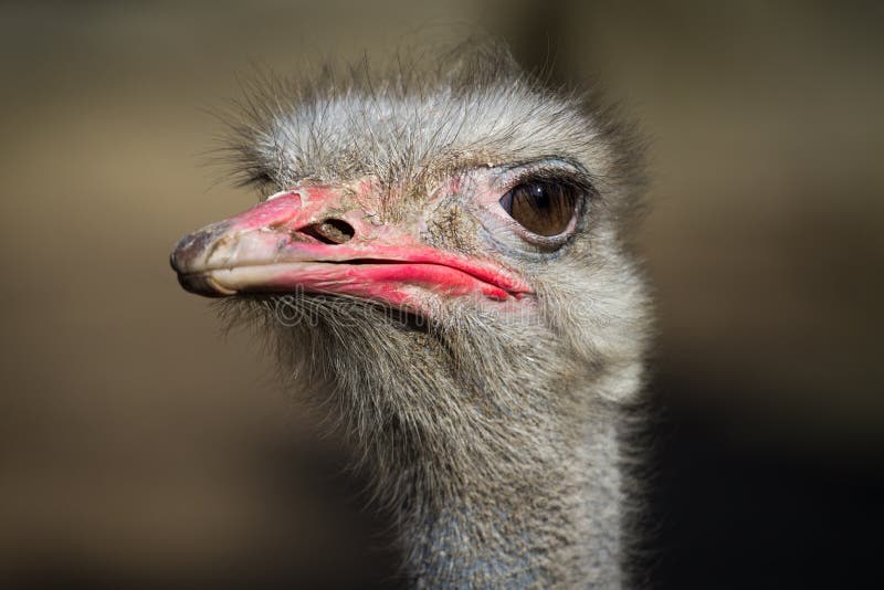 Greater Rhea - Rhea Americana Stock Image - Image of african, bird ...