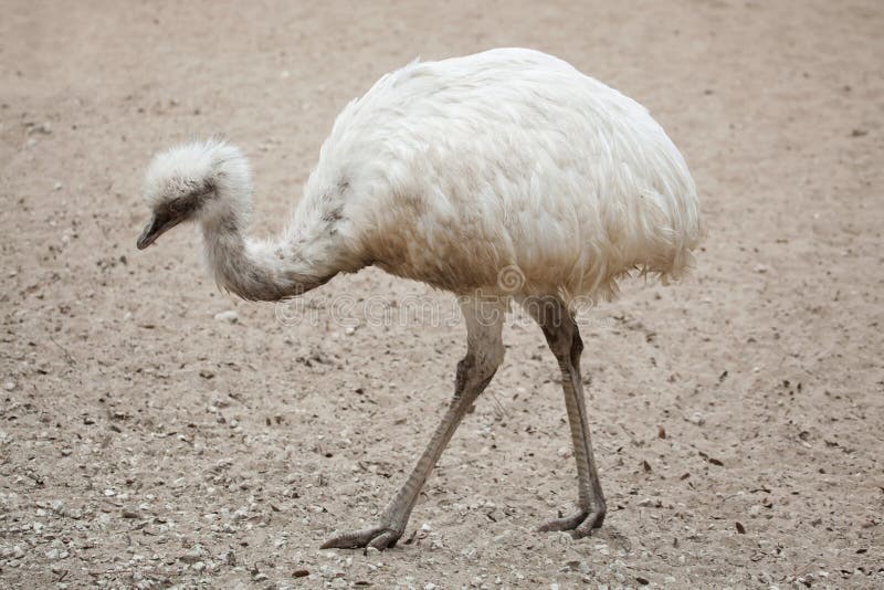 White rheas at zoo stock photo. Image of animals, caged - 74037272