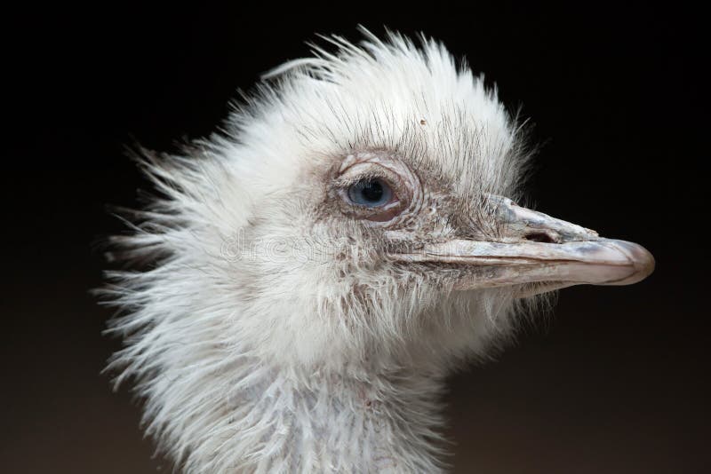 Greater Rhea Rhea Americana. Plumage Texture. Stock Photo - Image of ...