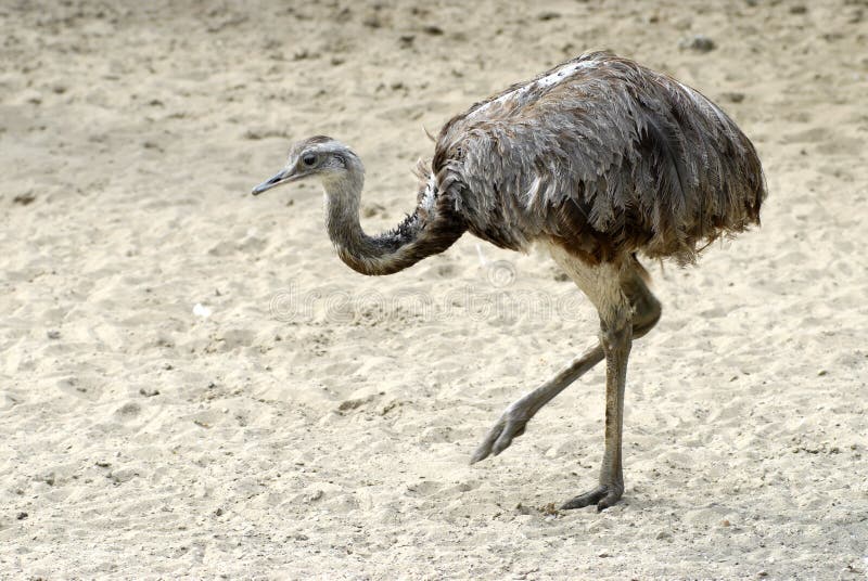 Greater Rhea, Rhea Americana Stock Image - Image of flightless, america ...