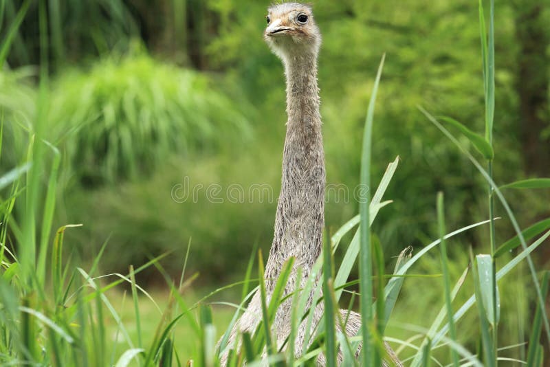 Greater rhea stock photo. Image of common, upper, grey - 42501790