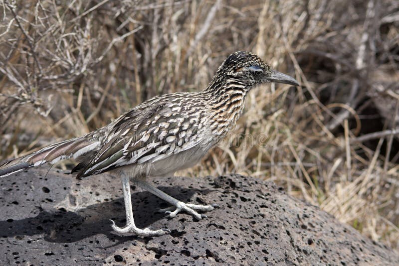 Greater Roadrunner stock photo. Image of rock, bird, nature - 28580124