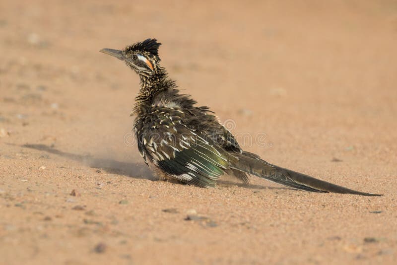 Roadrunner Dusting Stock Photos - Free & Royalty-Free Stock Photos from ...