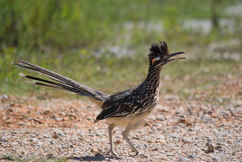 Great Roadrunner Bird, Tucson Arizona Stock Image - Image of large ...