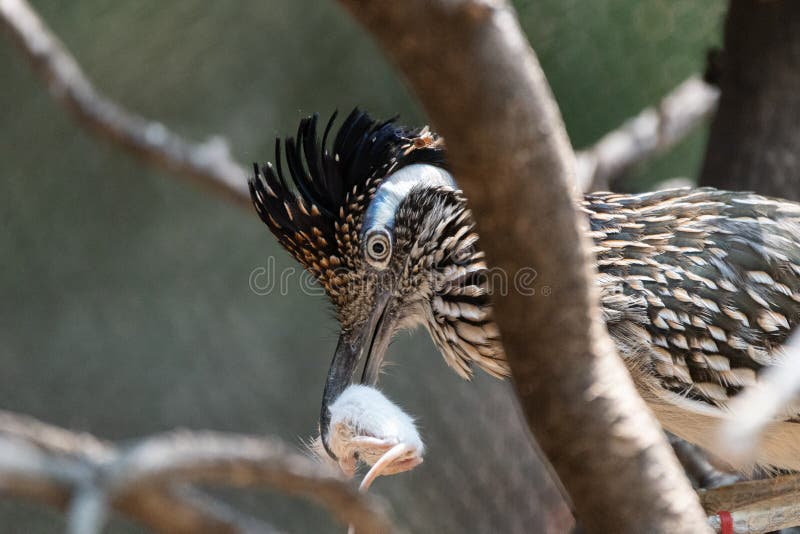 Greater Roadrunner Eating Stock Photos - Free & Royalty-Free Stock ...