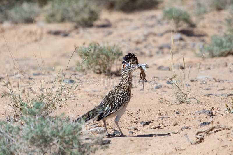 Greater Roadrunner Bird Running, Arizona, USA Stock Photo - Image of ...