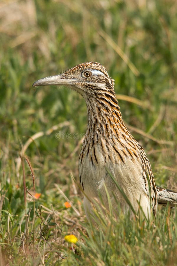 Greater Roadrunner stock photo. Image of texas, roadrunner - 40141296