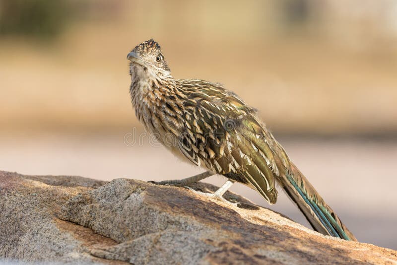 Roadrunner on Rock in Desert Stock Image - Image of wildlife, nature ...