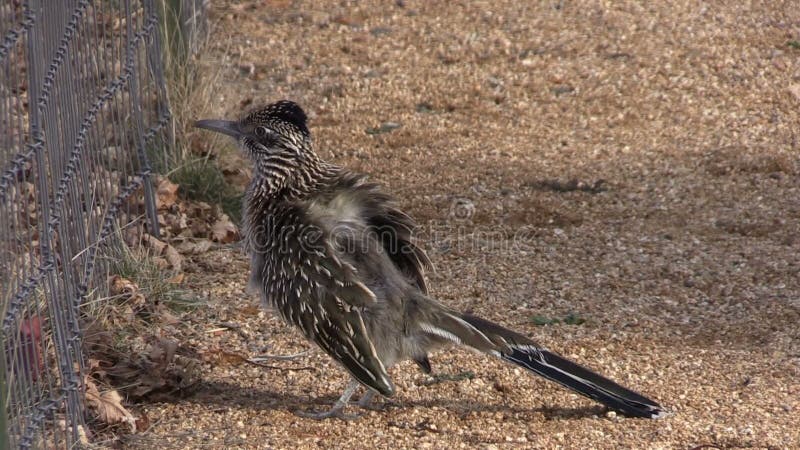Greater Roadrunner Near Fence Stock Video - Video of wild, animal: 65451993