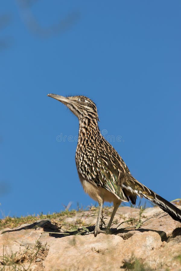 Roadrunner stock photo. Image of texas, roadrunner, south - 8800126