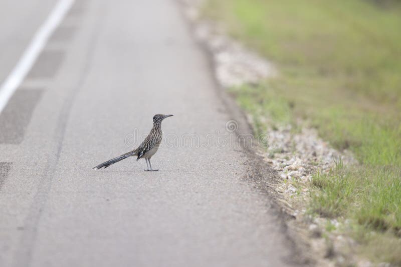 Roadrunner Tail Feather Stock Photos - Free & Royalty-Free Stock Photos ...