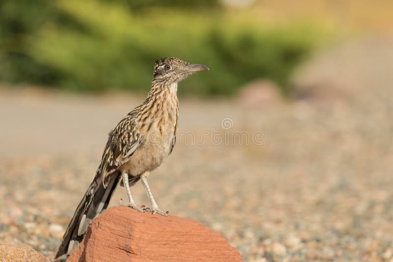 Greater Roadrunner on Rock stock photo. Image of desert - 63307992