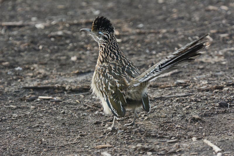 Greater Roadrunner Seen from Behind Stock Image - Image of avian ...
