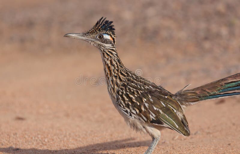 Greater Roadrunner stock photo. Image of animal, cuckoo - 60108810